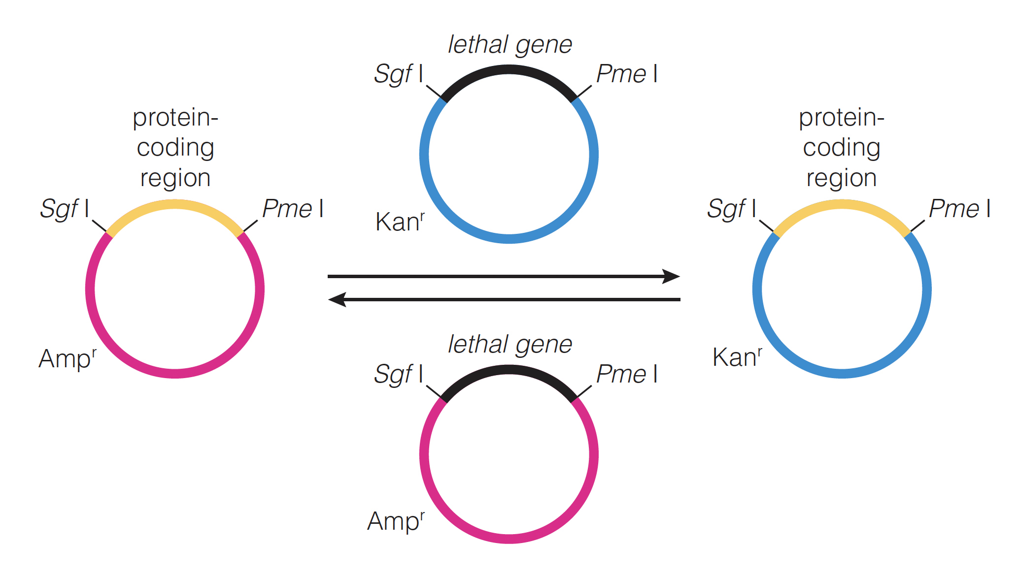 Flexi® Cloning System - [KGT] 株式会社かずさゲノムテクノロジーズ