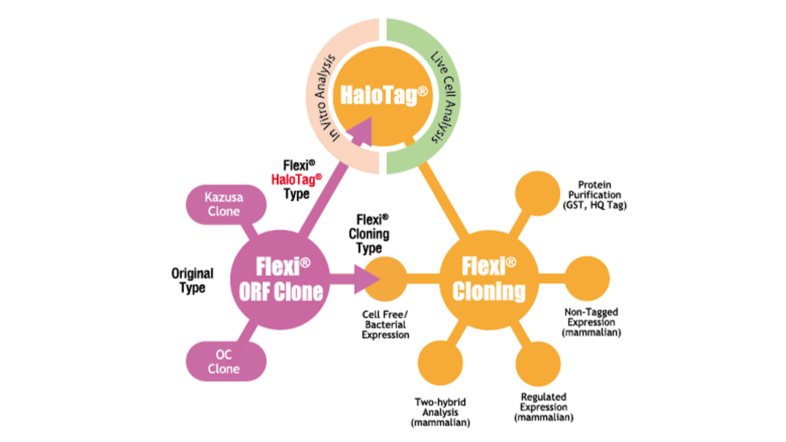 Flexi® Cloning System - [KGT] 株式会社かずさゲノムテクノロジーズ
